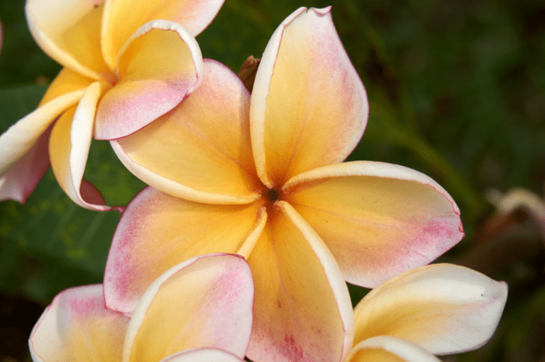 Champa Flower and Its Benefits