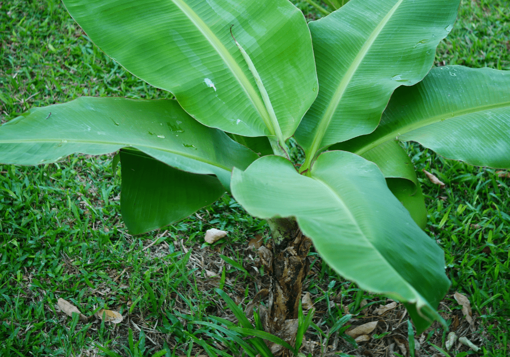 How To Grow A Banana Tree
