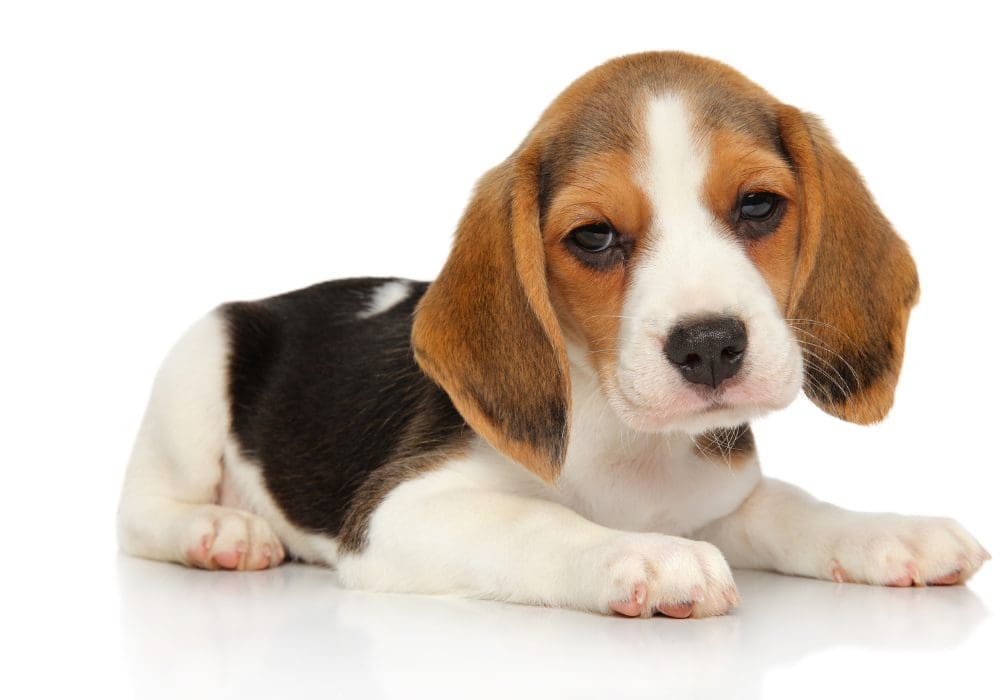 How Much Does a Beagle Puppy Cost?