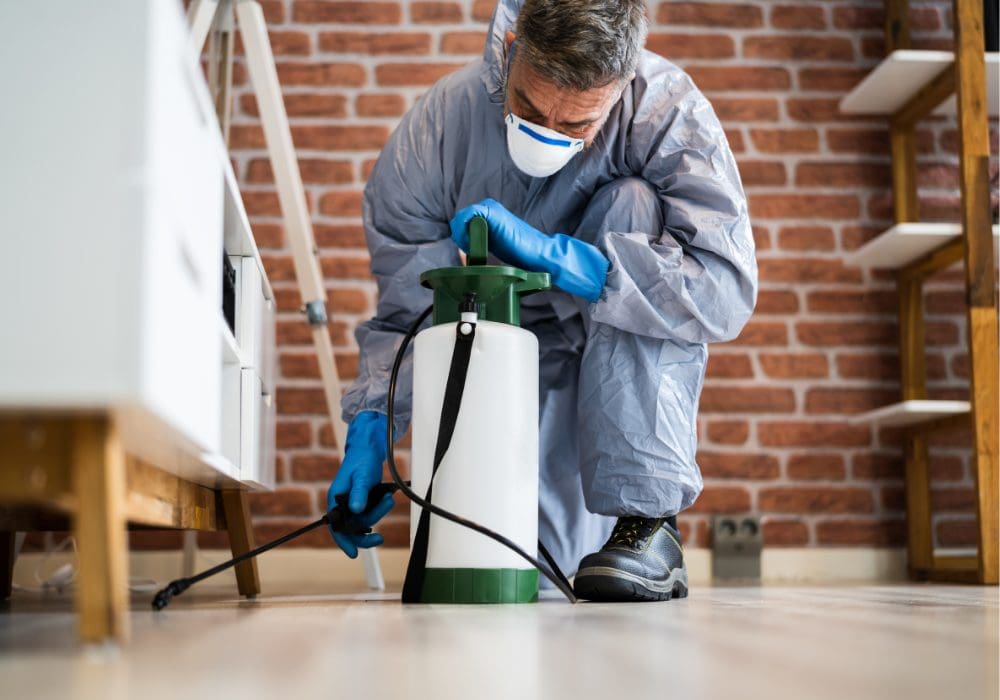 The All-Essential Insight Into Pest Control Bristol UK