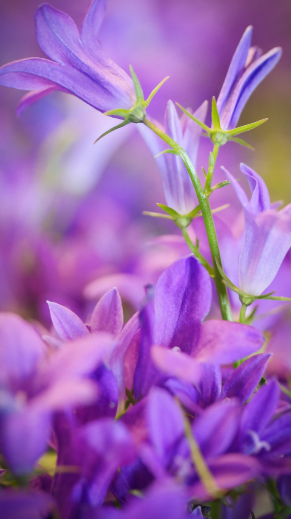 55+ Purple iPhone Background Wallpaper (FREE Download)