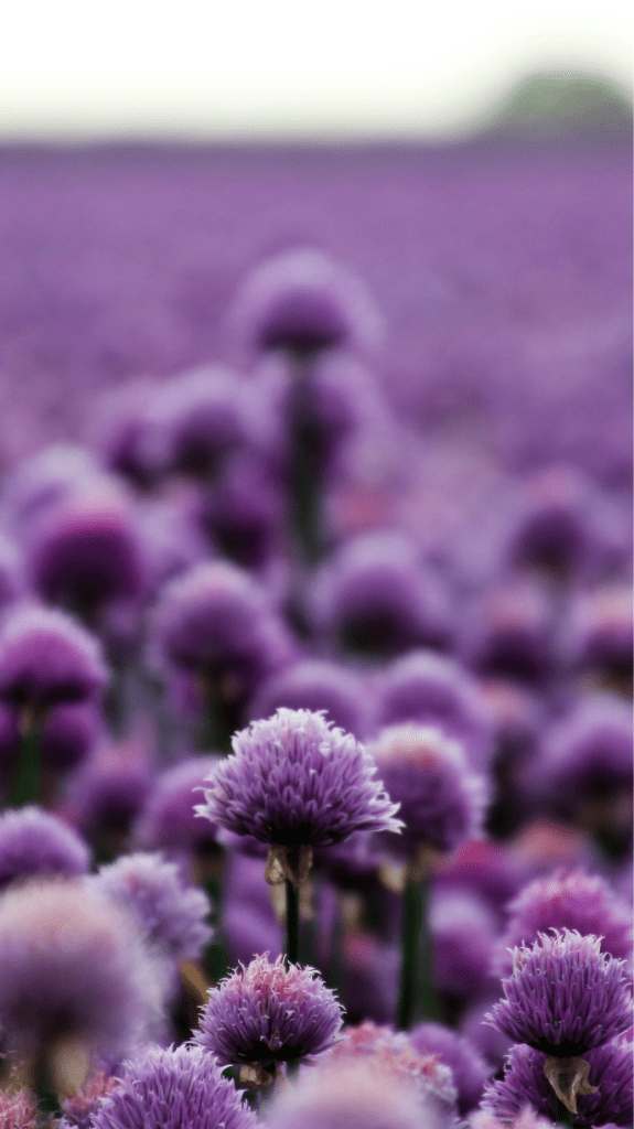 55+ Purple iPhone Background Wallpaper (FREE Download)
